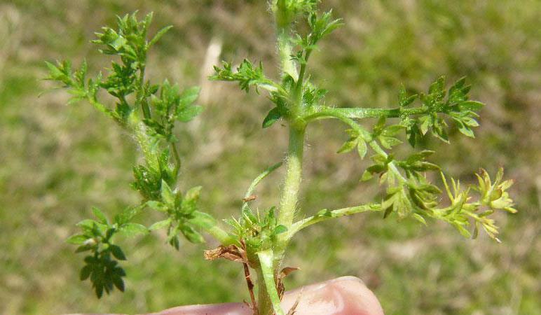 What Are the Sticker Weeds in My Yard? - Union County Center | N.C ...
