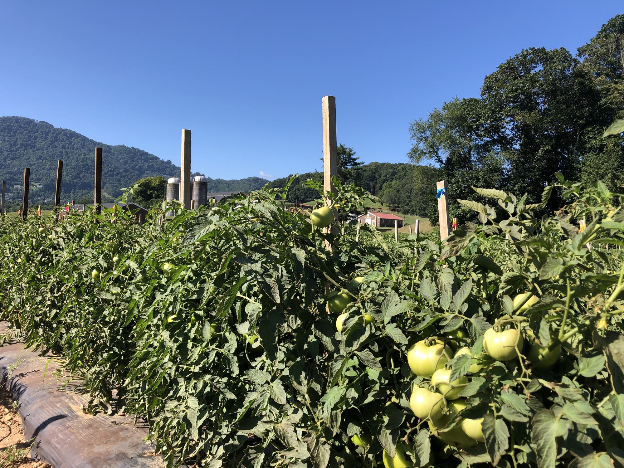 Mountain Horticultural Crops Research and Extension Center | NC State ...