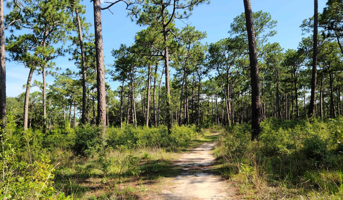 Land of the Pines: Lee County’s Five (Or More!) Pine Species - Lee ...