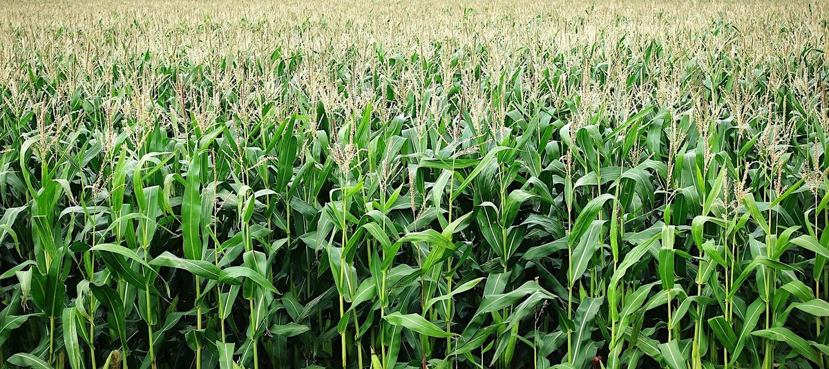 Corn Growers Association of North Carolina Inc. Referendum - Franklin ...