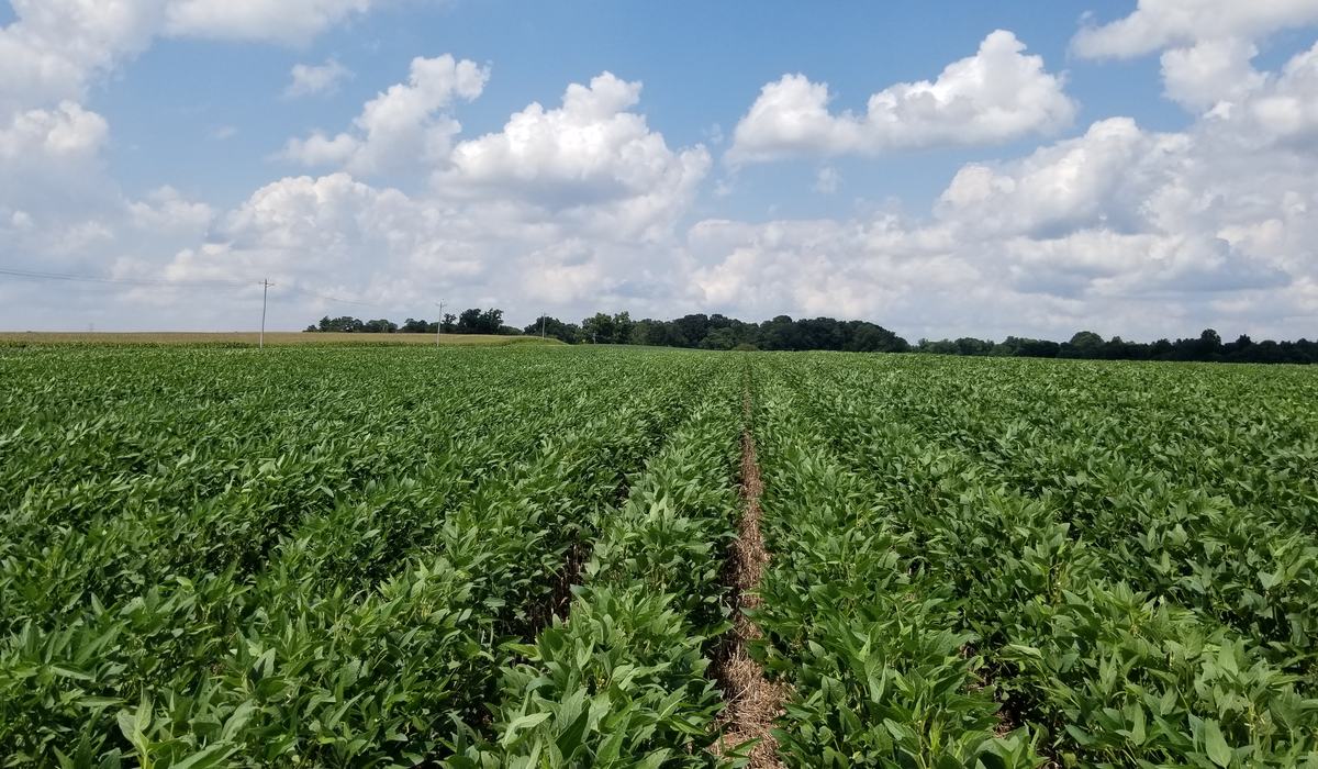 Important Change to North Carolina Soybean Defoliation Thresholds After ...