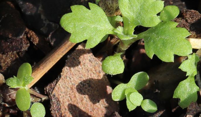 Mugwort Seedlings Are Emerging (Yes, Seedlings!) - Weeds | NC State ...