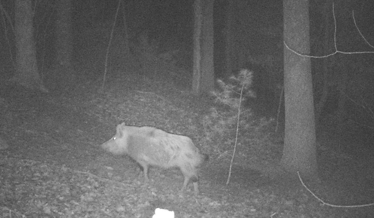 Pest Alert - Wild Hogs - Henderson County Center | N.C. Cooperative ...