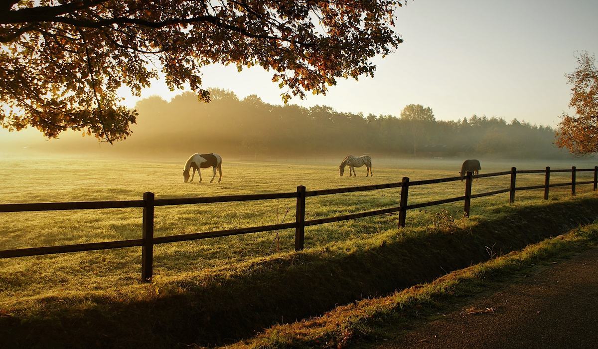 Beef/Horse Series-Fire Ants, Asian Longhorn Ticks, Antibiotic Rule ...
