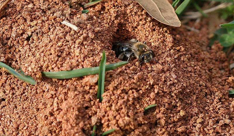 Provide Nesting Habitat for Native Bees Through Plant Stems in Your ...