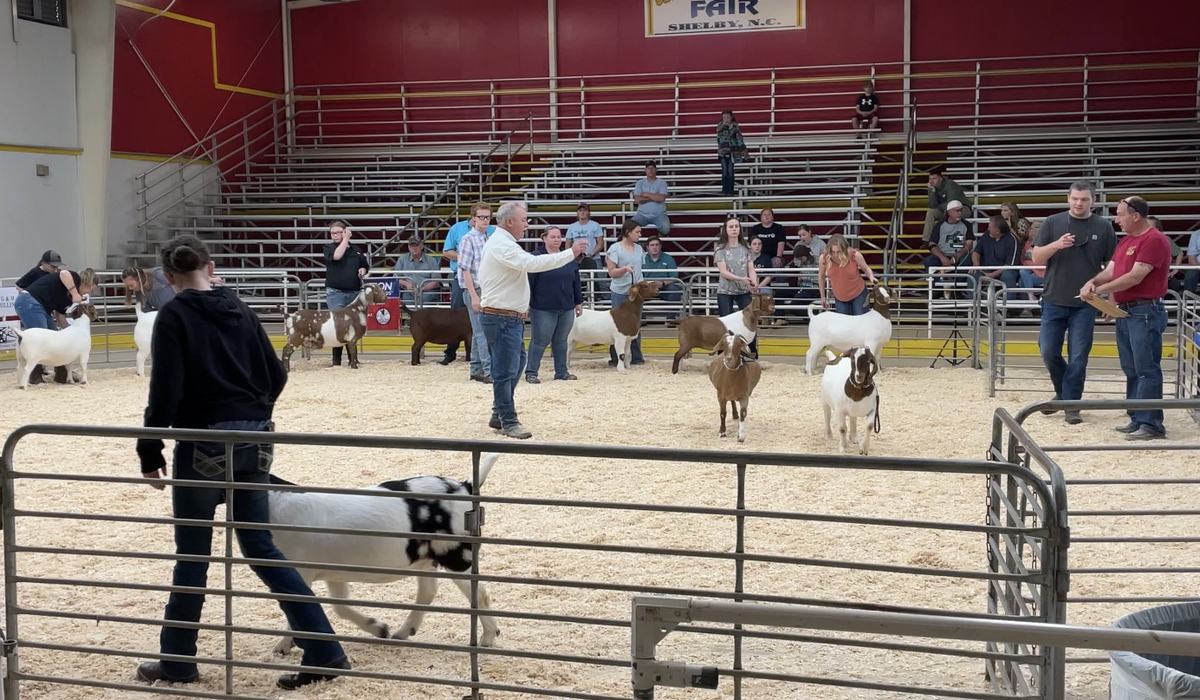 First Annual Boer Goat Show Draws Impressive Crowd - Cleveland County ...