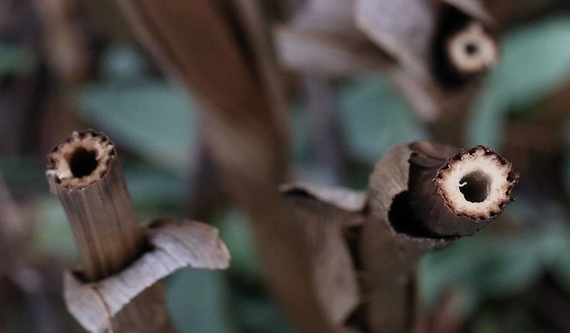 provide nesting habitat for native bees with plant stems - Growing ...
