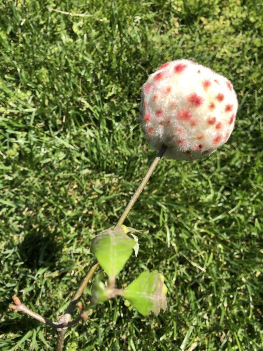 Plant Health Alert - Wooly Sower Gall - Henderson County Center | N.C ...