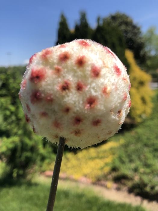 Plant Health Alert - Wooly Sower Gall - Henderson County Center | N.C ...
