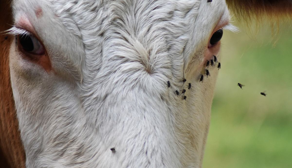 Healthy Cattle, Happy Farmer: The Role of Fly Control - McDowell County ...