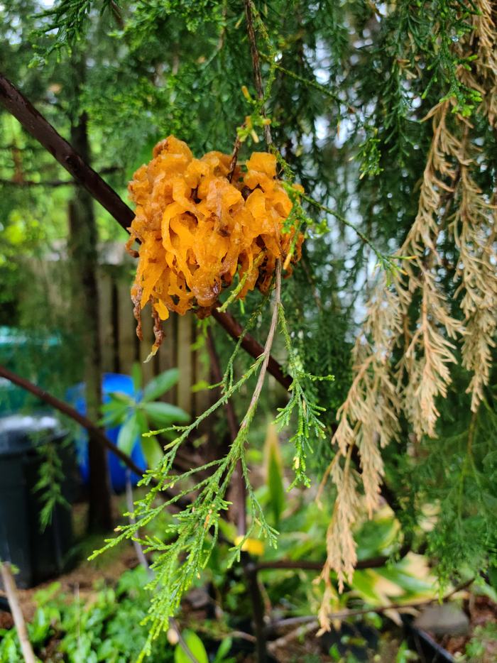 "Rusty" Plants: How Fungi and Weather Cause Gardeners Problems - Lee ...