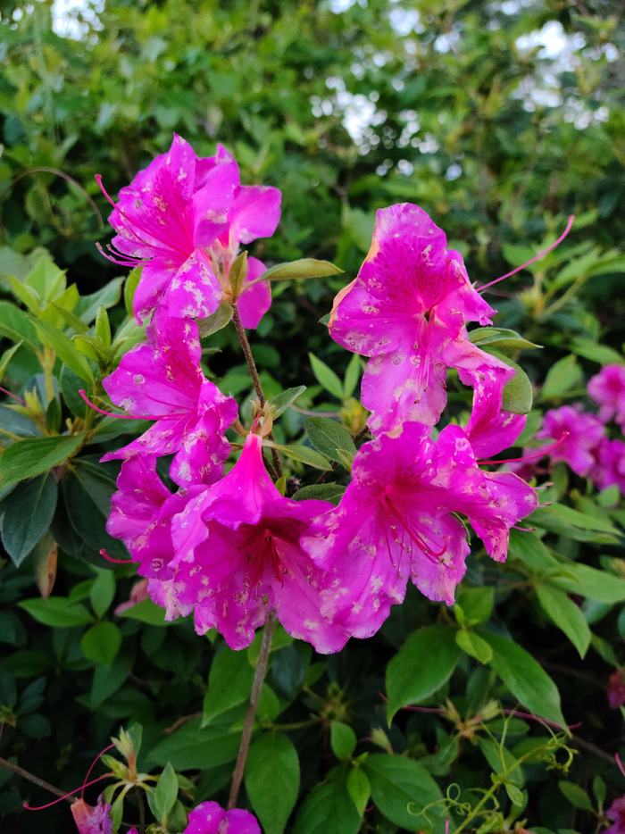 Melted Azalea Flowers: How Ovulinia Petal Blight Affects You - Lee ...