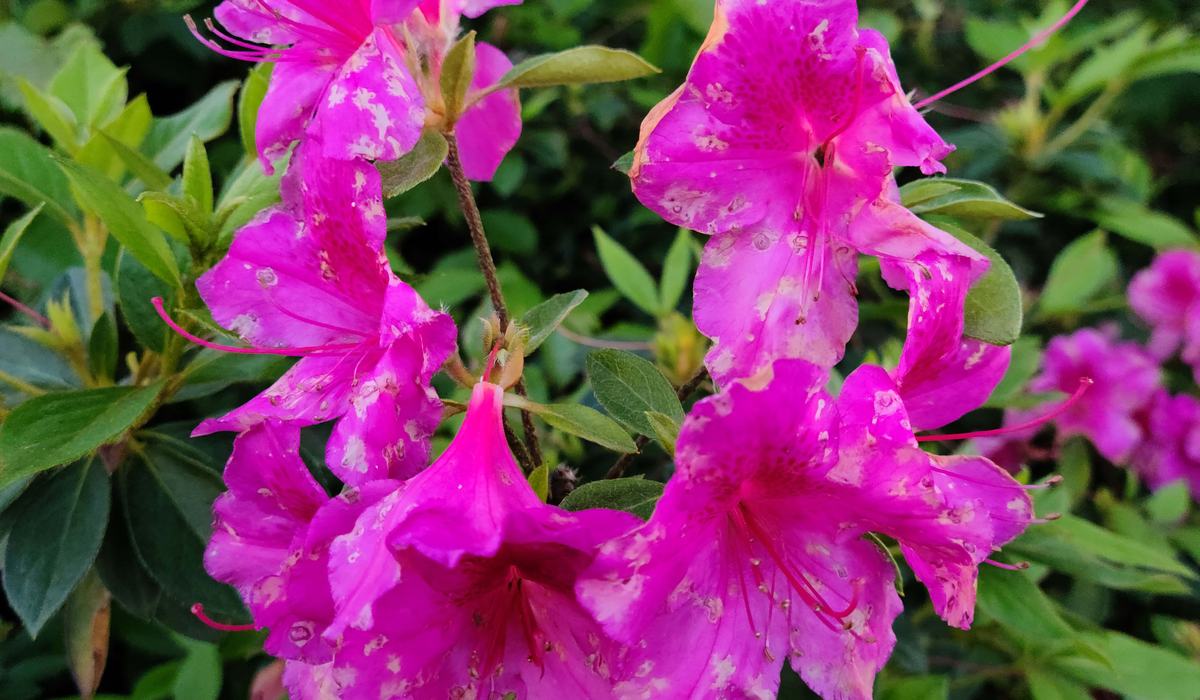 Melted Azalea Flowers: How Ovulinia Petal Blight Affects You - Lee ...