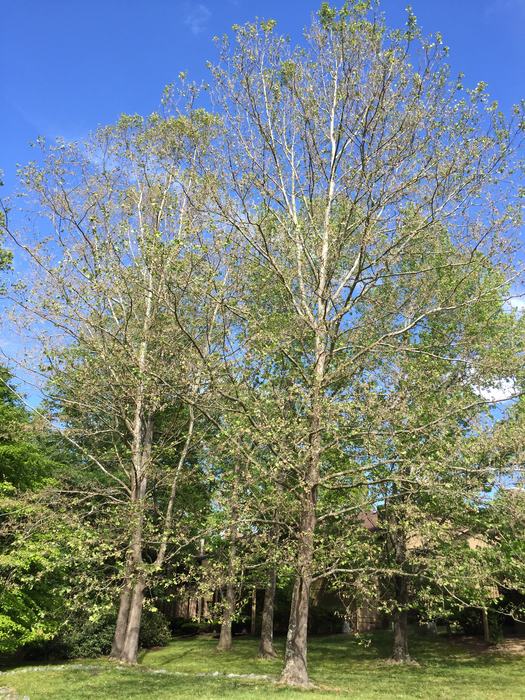 Pest Alert - Anthracnose on Maple and Sycamore - Henderson County ...