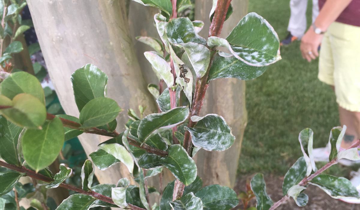 Powdery Mildew on Crape Myrtle - Wayne County Center | N.C. Cooperative ...