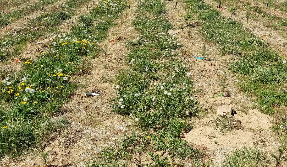 New Publication - Weed Control in Christmas Trees - Weeds | NC State ...