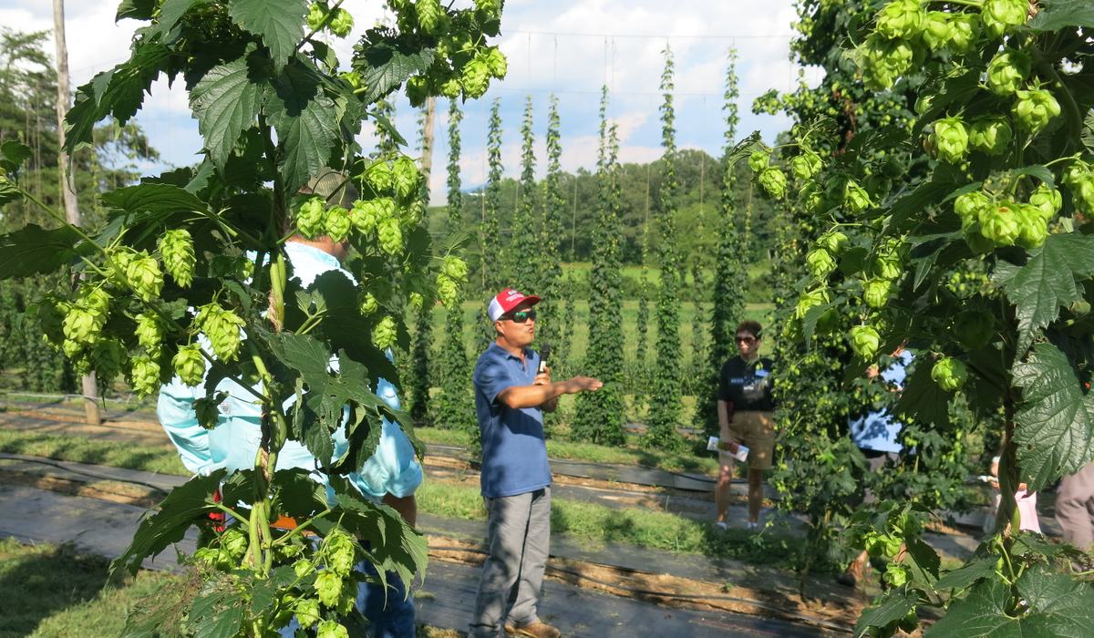 Morning Tour of Research Hop Yard-July 25 in Mills River - New Crops ...