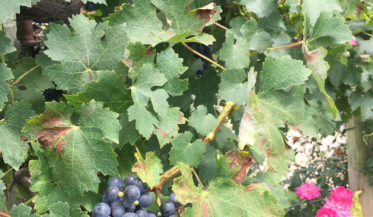 Growing Grapes in Western NC - Henderson County Center | N.C ...