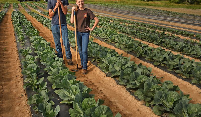 Fall Collards - Its Time! - Pamlico County Center | N.C. Cooperative ...
