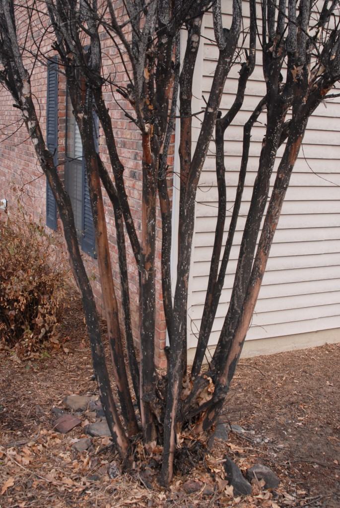 Eww! What's on My Crape Myrtle? - Halifax County Center