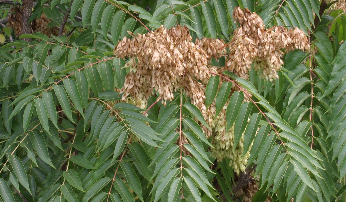Tree of Heaven Control Guidelines - Weeds