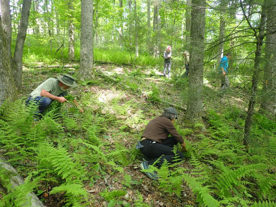 Forest Farming Is Growing in Popularity - New Crops & Organics | NC ...