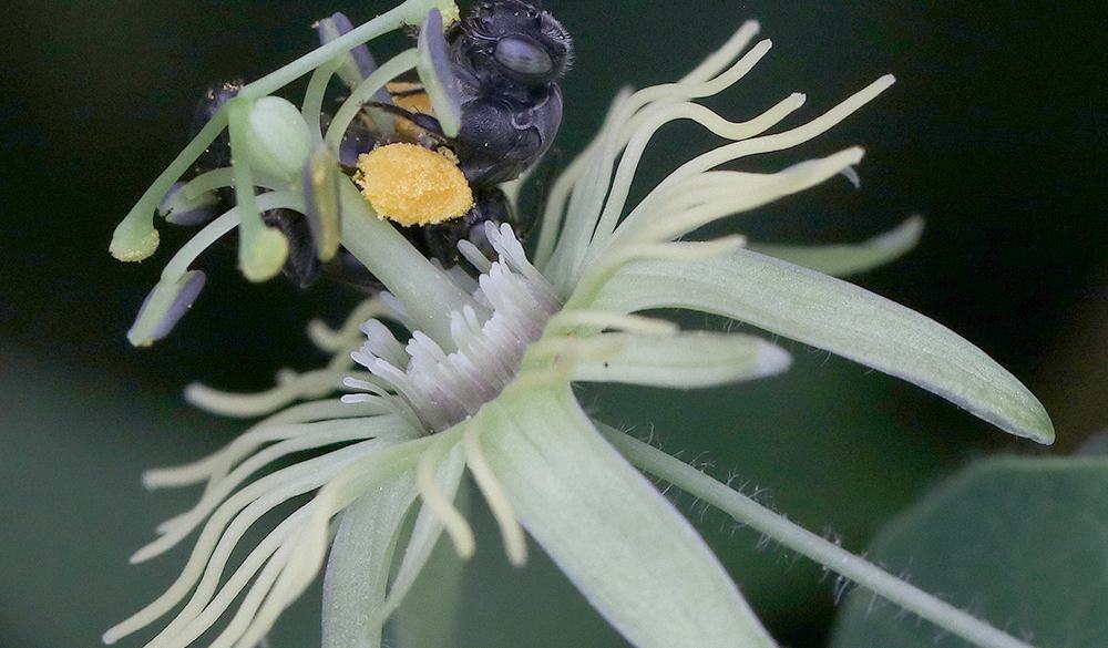 Critter Spotlight: Passionflower Bee - Growing Small Farms | NC State ...