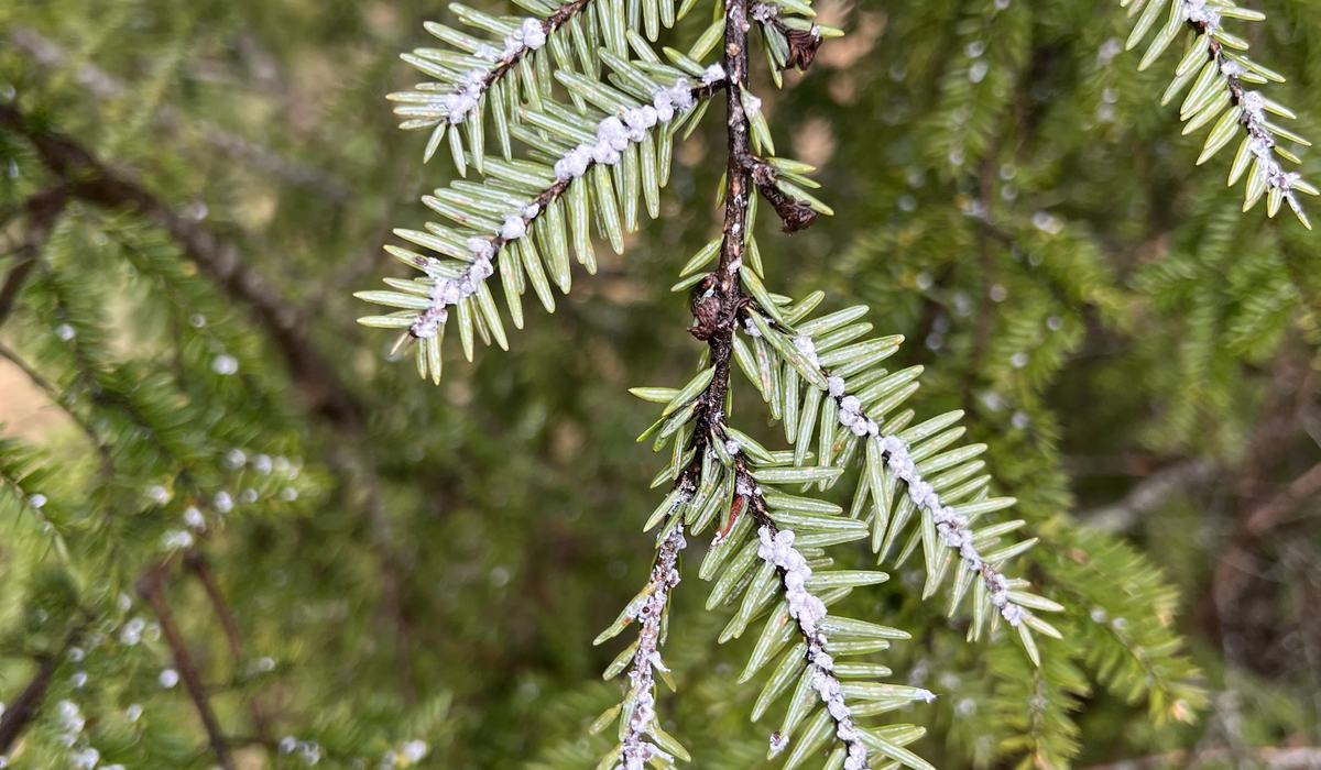 New Research Shows Canopy Gaps Promote Hemlock Health as New Management ...