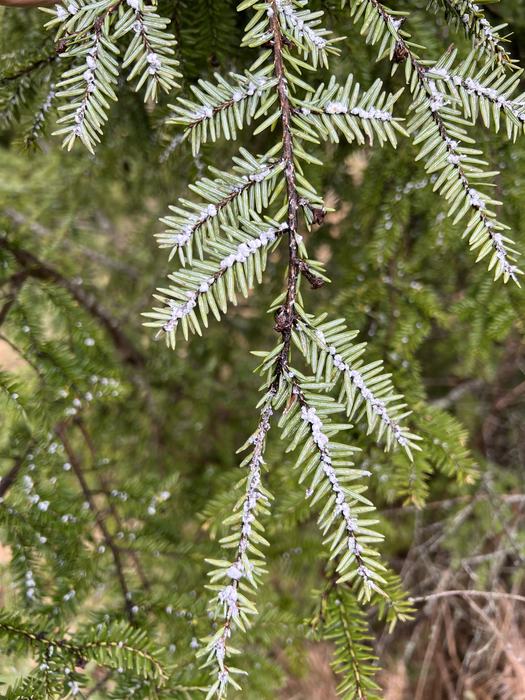 New Research Shows Canopy Gaps Promote Hemlock Health as New Management ...