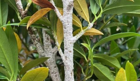 Pest Alert - Cherry Laurel Scale - Henderson County Center | N.C ...