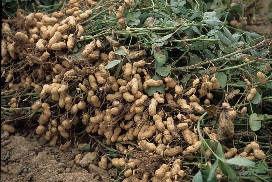 Peanut Production in North Carolina - Pamlico County Center | N.C ...