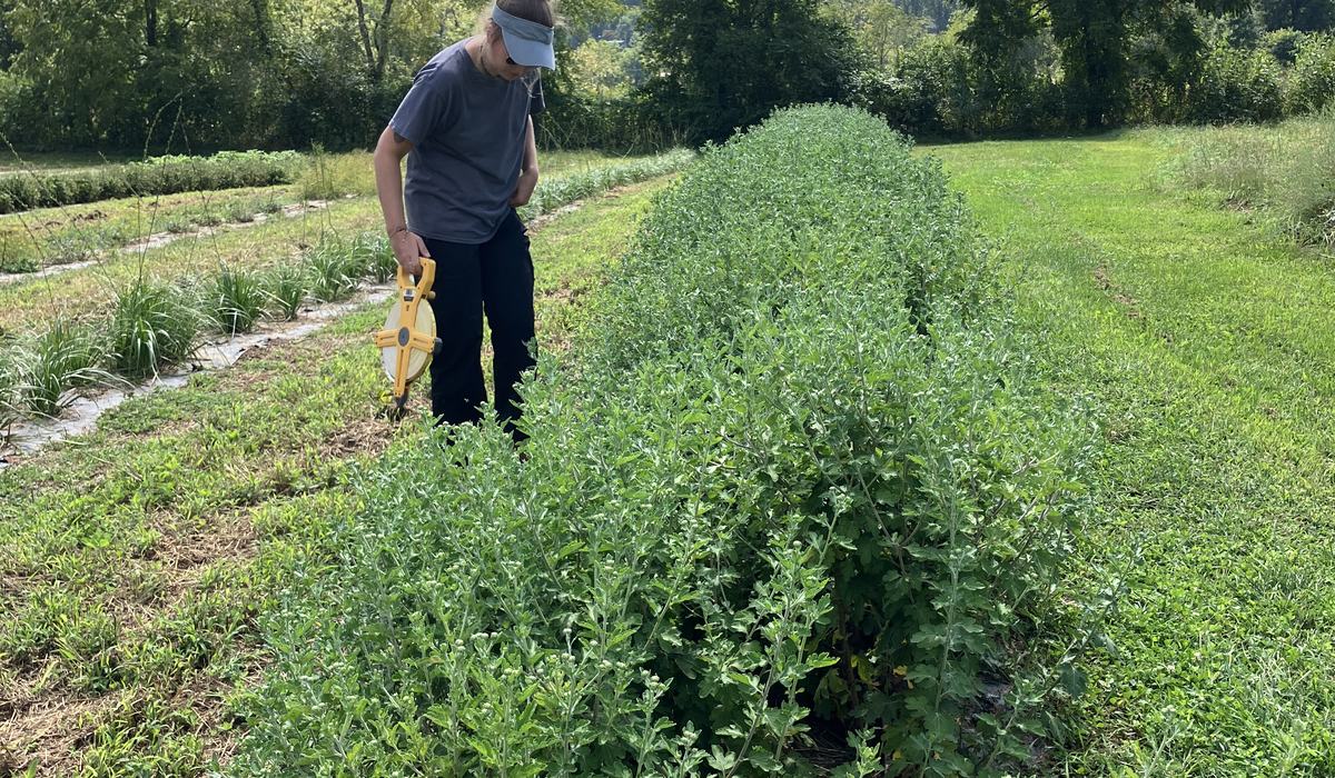 Autumn Update on the NC Alternative Crops & Organics Program! - New ...