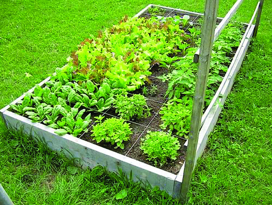 Give Yourself a Raise -Square Foot Gardening - Franklin County Center ...