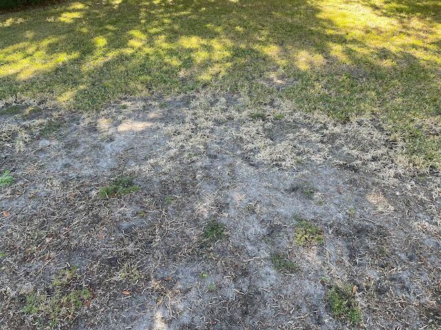 Ground Pearls in Turf - Carteret County Center | N.C. Cooperative Extension