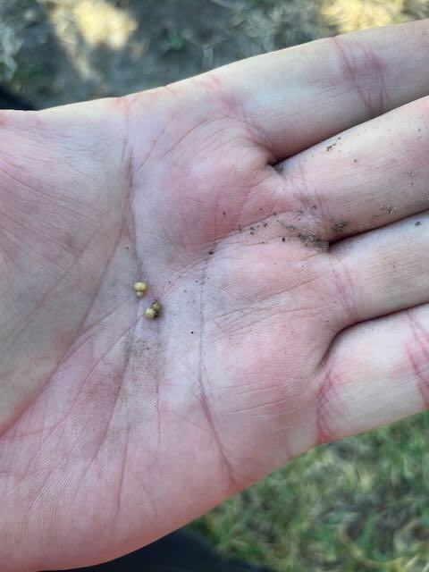 Ground Pearls in Turf - Carteret County Center | N.C. Cooperative Extension