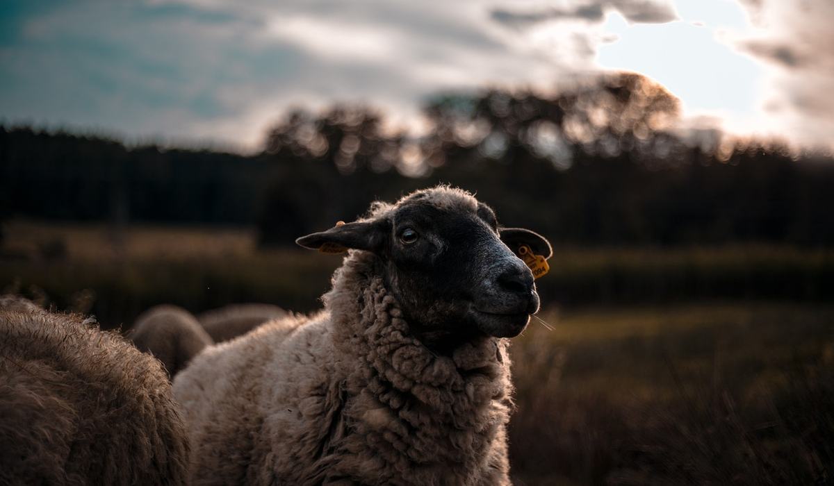 Have You Devised an Animal Health Plan for Your Farm? - McDowell County ...
