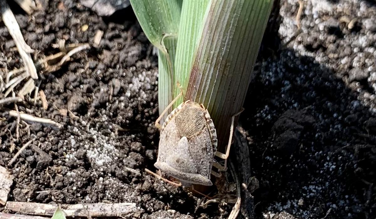 New Resource Available- Stink Bug Scouting Guide for Field Corn in the ...