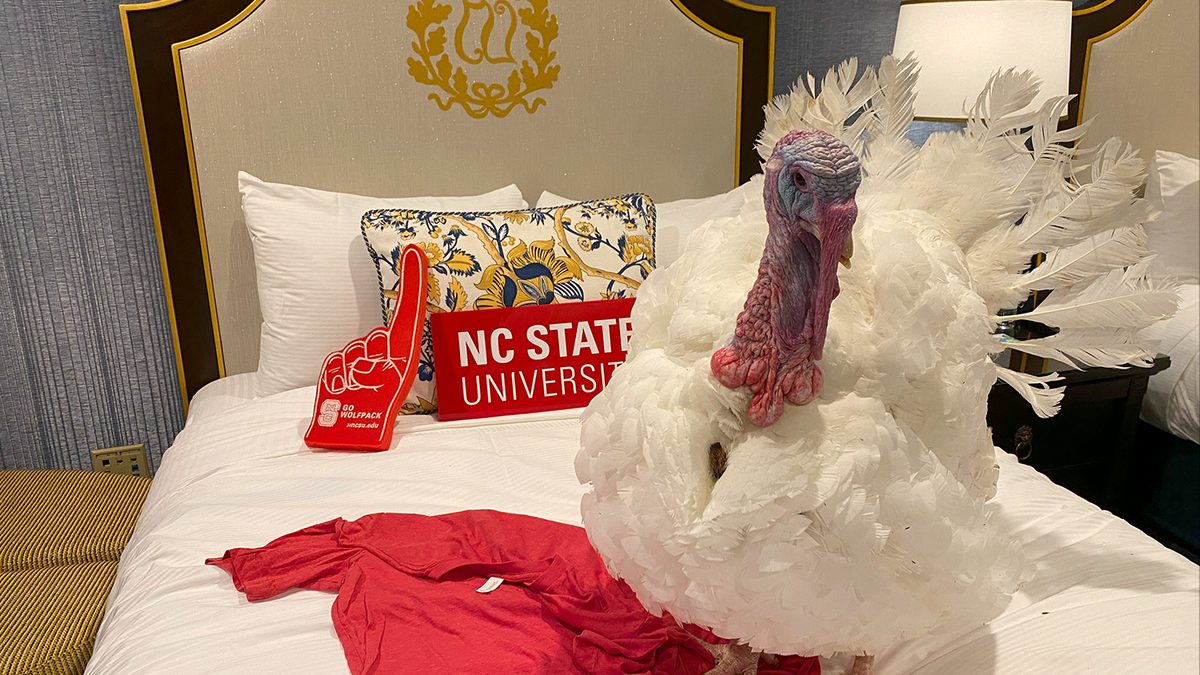 What's Next for Turkeys After They Receive a Presidential Pardon ...