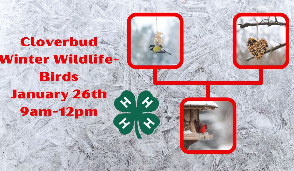 Cloverbud Winter Wildlife - Birds - Currituck County Center | N.C ...