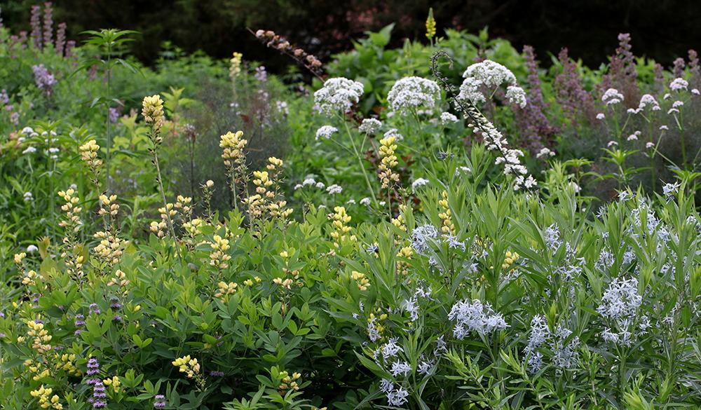 Winter Wildflower Workshop January 20, 2024 - Montgomery County Center