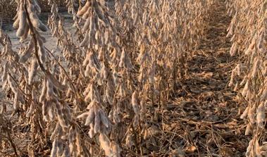 2023 North Carolina Soybean Yield Contest Results - Soybeans | NC State ...