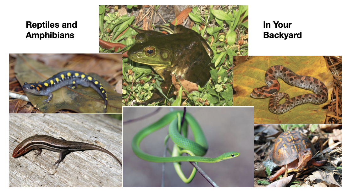 Snakes Are Good for Your Garden! - Craven County Center | N.C ...