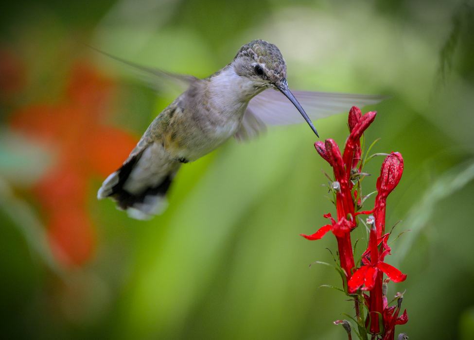 Garden for the Birds With the Plant Toolbox - Extension Gardener | NC ...