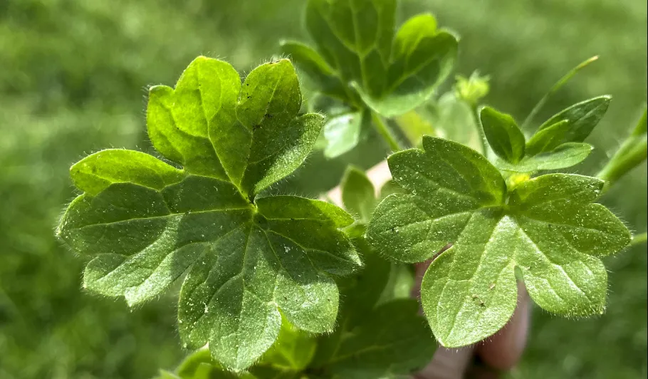 Buttercup Control in Pastures - Buncombe County Center | N.C ...