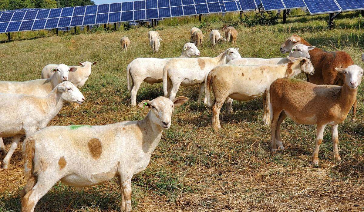American Lamb Board Solar Grazing School - Goats and Sheep | NC State ...