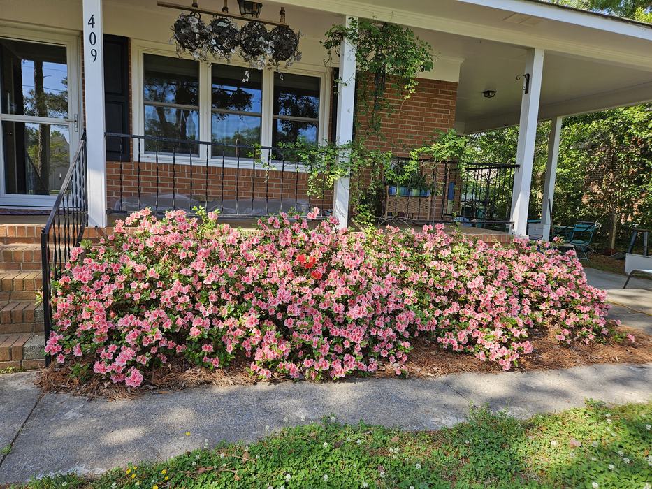 What Happened to My Azaleas? - Beaufort County Center | N.C ...