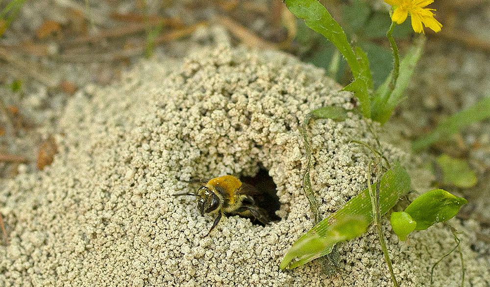Ground-Nesting Bees Should Be Appreciated, Not Feared! - Growing Small ...