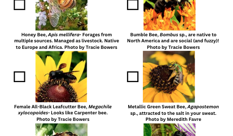 Bee Scavenger Hunt for Southeastern United States - Lee County Center ...