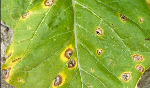 2024 Fungicide Programs for Target Spot in NC Flue-Cured Tobacco ...