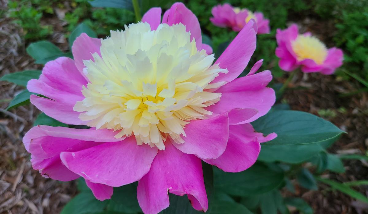 Plant Your Peonies in the Fall and Other Southern Peony Tips - Lee ...
